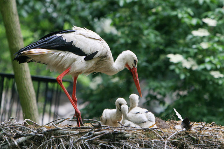 The Stork - Happy Strasbourg